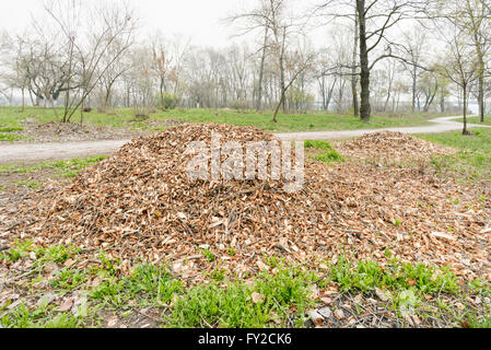 A heap of various crushed branches under the trees in the forest Stock ...