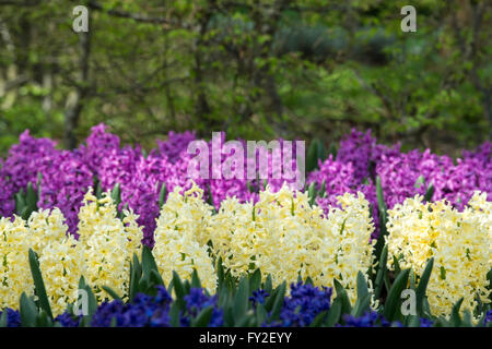 Hyacinthus orientalis. Hyacinth display at RHS Wisley gardens, Surrey ...