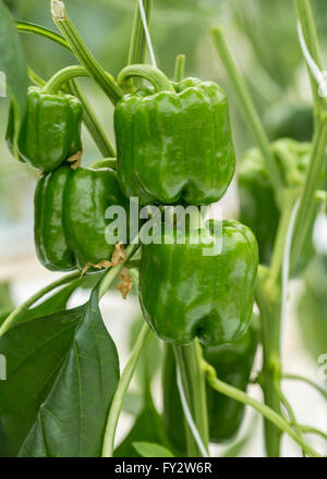 Green pepper blocky type in a green house Stock Photo - Alamy