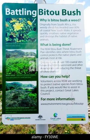 Bitou Bush from South Africa has invaded native vegetation, Myall Lakes ...