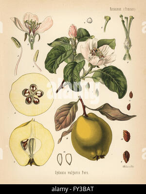 Quince, Cydonia vulgaris, Cydonia oblonga Stock Photo - Alamy
