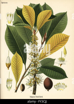 Gutta percha, Palaquium gutta. Chromolithograph after a botanical ...