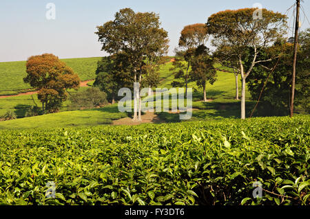 Tea plantation in the area of Thyolo, Southern Region, Malawi Stock ...