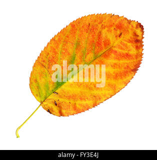 Upper surface of a leaf of the Snowy Mespilus in autumn, Amelanchier ...