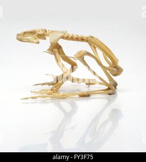 Skeleton of a frog Stock Photo - Alamy