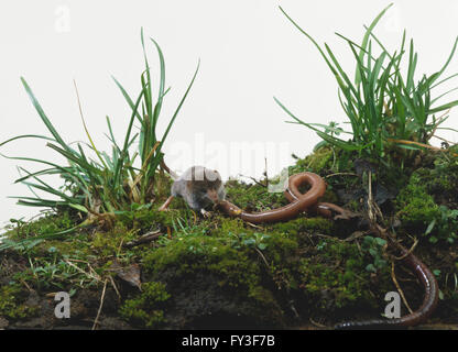 Pygmy Shrew Sorex minutus in compost heap base Scotland United Kingdom ...