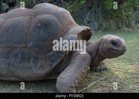 Giant tortoise face endangered species Stock Photo - Alamy