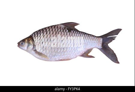 Java barb, Silver barb fish ( Barbonymus gonionotus) in aqurium Stock ...
