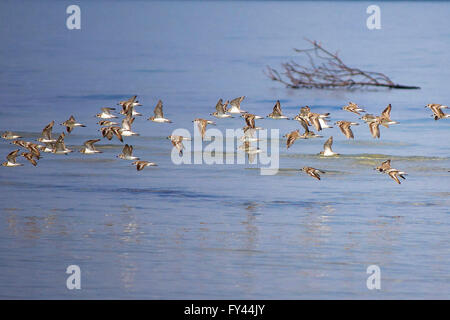 Xenus Cinereus bird seen migrating on Beting Aceh Island in Malacca ...