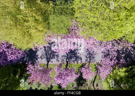 Aerial photo shows cherry blossoms bursting into bloom in the Taipin ...