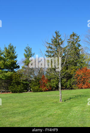 A beautiful shot of a leafless tree with the background of wildfire ...