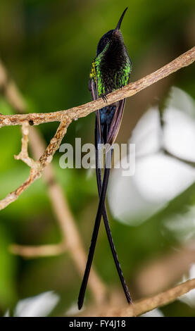 The black-billed streamertail (Trochilus scitulus) is a species of ...