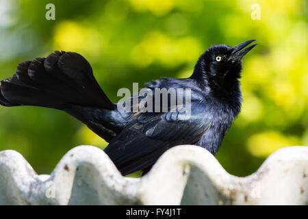 Greater Antillean Grackle bird in Sandals Caribbean on 14th February ...
