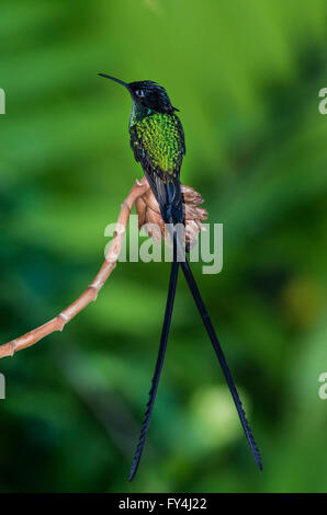 An endemic species Black-billed Streamertail Hummingbird (Trochilus ...