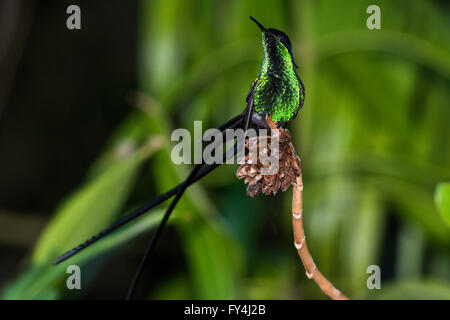 An endemic species Black-billed Streamertail Hummingbird (Trochilus ...