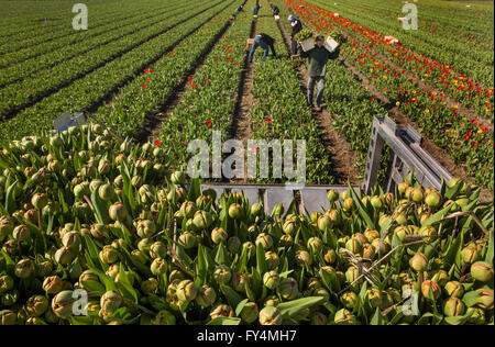 Tulip harvesting by polish workers in the Netherlands. Most tulips are ...