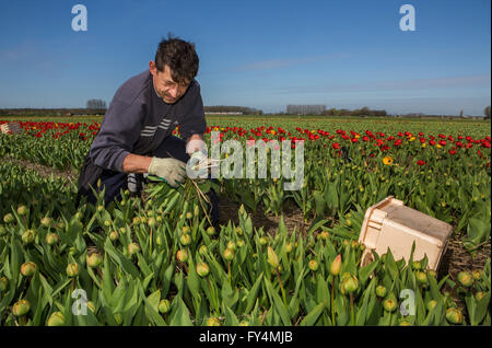 Tulip harvesting by polish workers in the Netherlands. Most tulips are ...