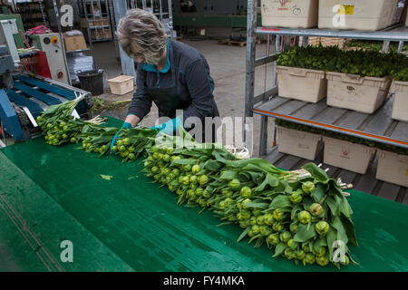 processing of tulips after being harvested. Most workers are Polish ...