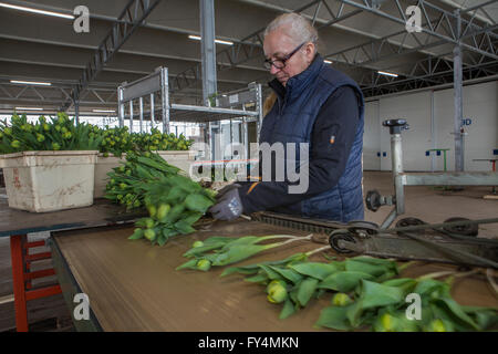processing of tulips after being harvested. Most workers are Polish ...