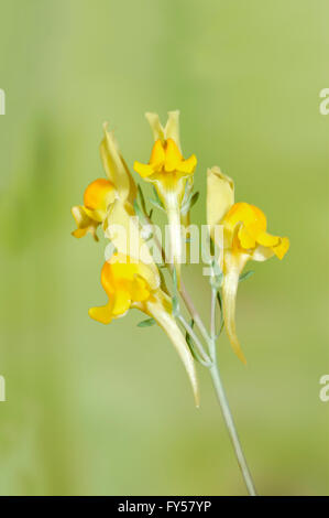 Yellow flowers of toadflax plant, Linaria vulgaris Stock Photo - Alamy