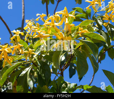 Stunning fragrant flowers of Hymenosporum flavum, or Native Frangipani ...