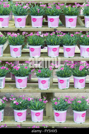 Pink wild carnation flowers - Dianthus species - under microscope ...