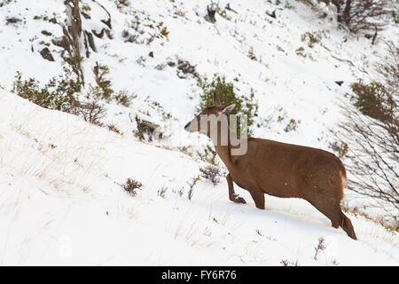 South andean deer (guemal, huemul) walks along a path in El Chaltén in ...