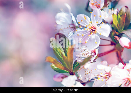 Blooming white flowers fruit tree: Apple, pear in the garden in early ...