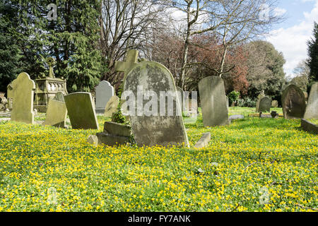 Buttercups spread amongst the gravestones at South Ealing Cemetery ...