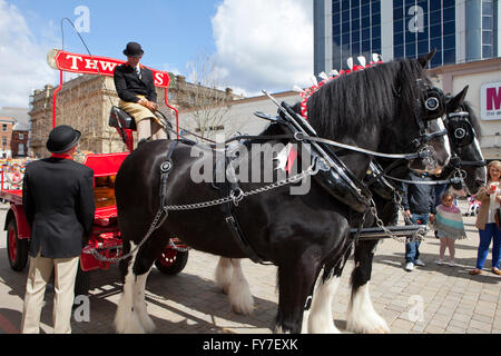 A traditional ale cart and shire horse are judged at a county show in ...