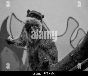 Monkey Eating a Biscuit Stock Photo - Alamy