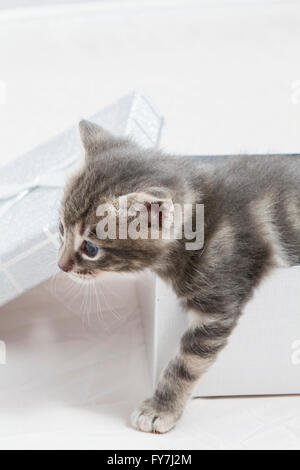 small kitten stuck in a gift box, cuddly animal sweet face Stock Photo ...