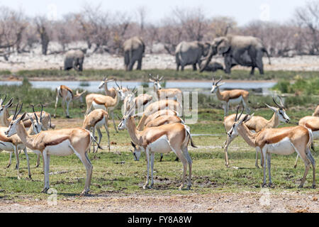 Herd of elephants looking for a waterhole in the Tarangire Park in ...