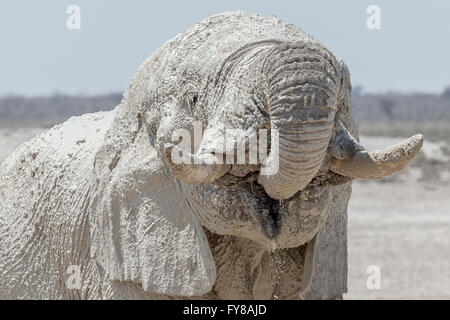 Bull "Ghost" Elephant, due to the white soil of Etosha National Park ...