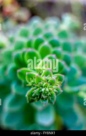 Light green succulent rosette on light background, close-up. Side view ...