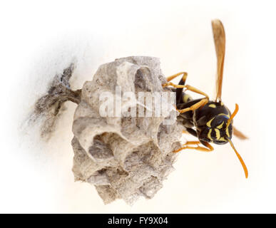 Young female European paper wasp queen, Polistes dominula, on her newly ...