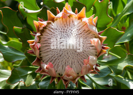 Protea Protea cynaroides Native of South Africa Stock Photo - Alamy