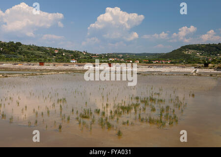 Nature at Adriatic sea in the Strunjan National Park of Slovenia Stock ...