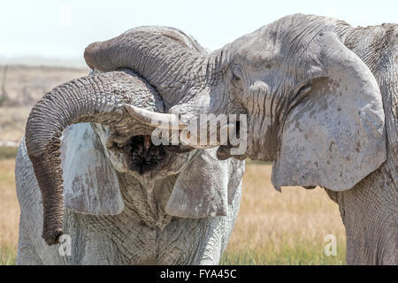 Males Greeting each other, "Ghost" bull elephants, so called due to the ...