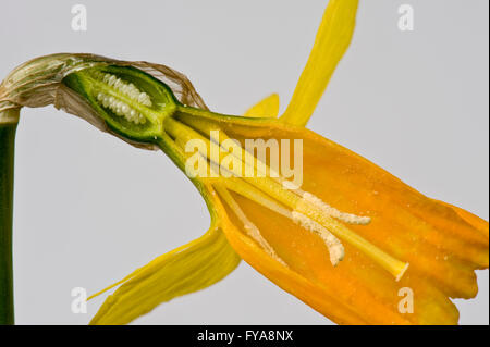 Cross-section through flower showing reproductive structure Stock Photo ...