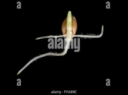 Germinating wheat seed with root (radicle), coleorhiza, and root hairs ...