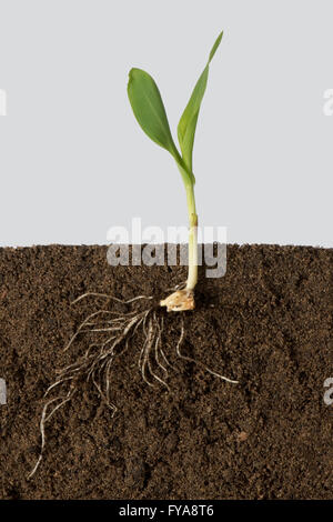 Grain corn (Zea maize) early growth development stages showing root ...