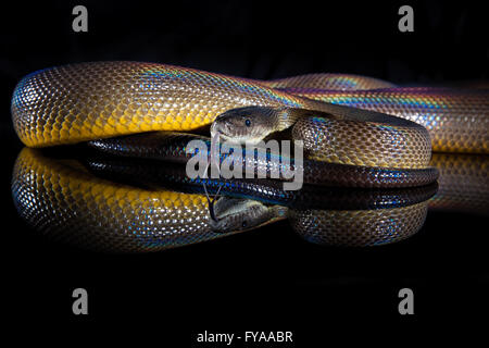 Single Rainbow Serpent Water Python - Liasis fuscus - isolated on black ...