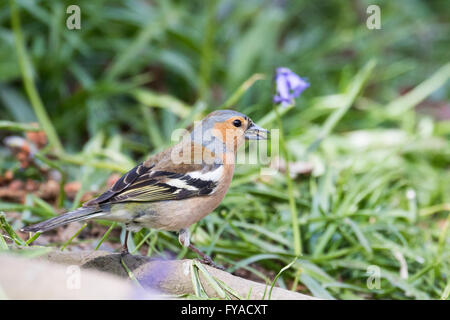 A chaffinch among the bluebells at Ynyshir RSPB reserve Ceredigion ...