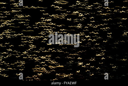 Long Tailed Mayfly (Palingenia longicauda) on Water Surface in the ...