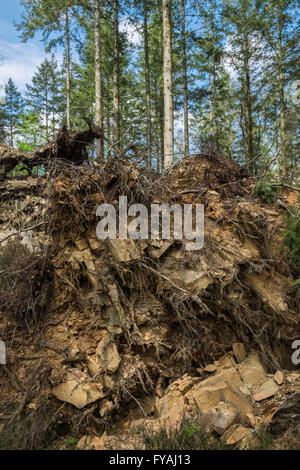 Uprooted pine tree (Pinus, family Pinaceae) with roots exposed, Tan Y ...