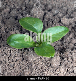 Spornblume, Centranthus; ruber; Keimling Stock Photo - Alamy