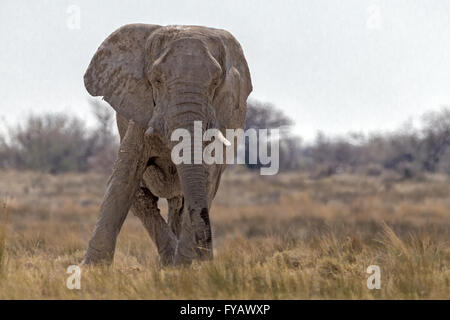 Dusting down"Ghost" bull elephant, so called due to the whiteness of ...