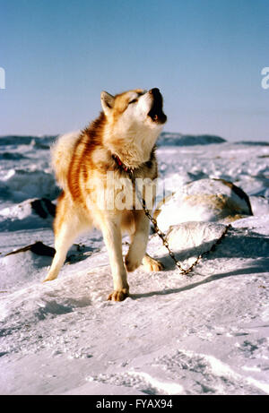 The Canadian Eskimo Dog is a working breed indigenous to the Arctic ...