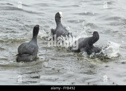 Bald Coots in territorial fight, april 2016 Stock Photo: 102892994 - Alamy